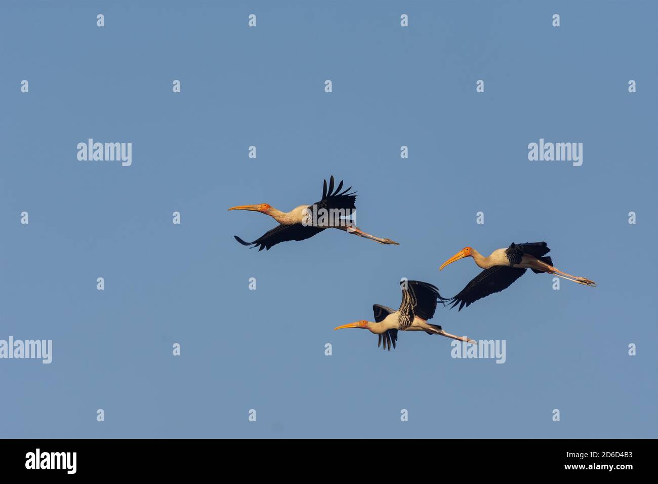 Birds of rajasthan hi-res stock photography and images - Alamy