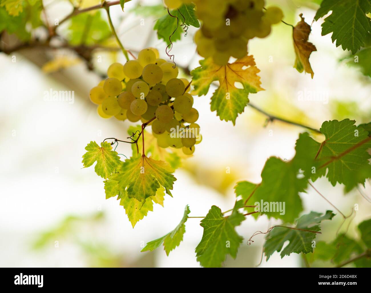 Grape vine uk hi-res stock photography and images - Alamy