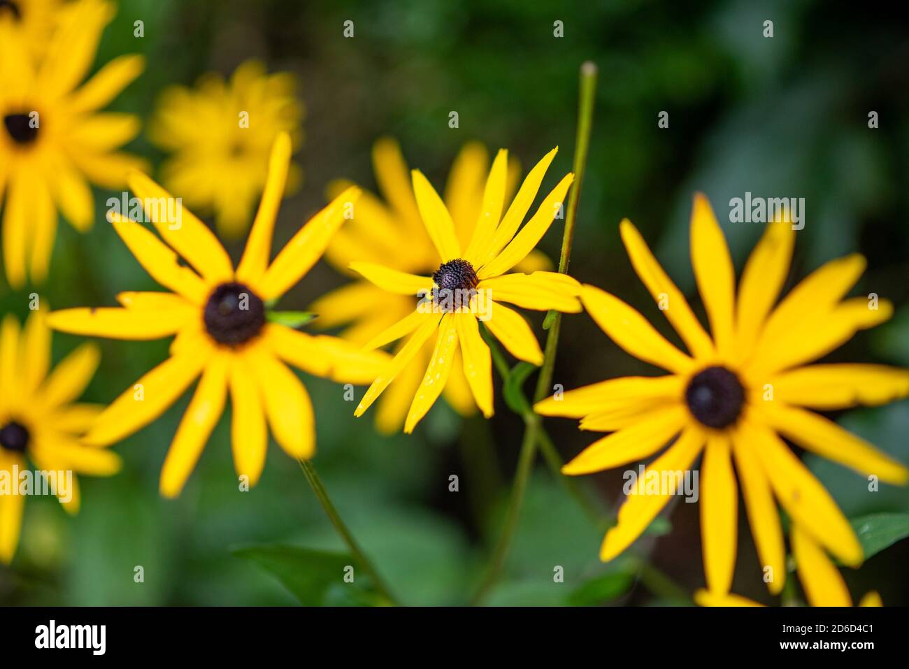 Black eye susan flowers hi-res stock photography and images - Alamy