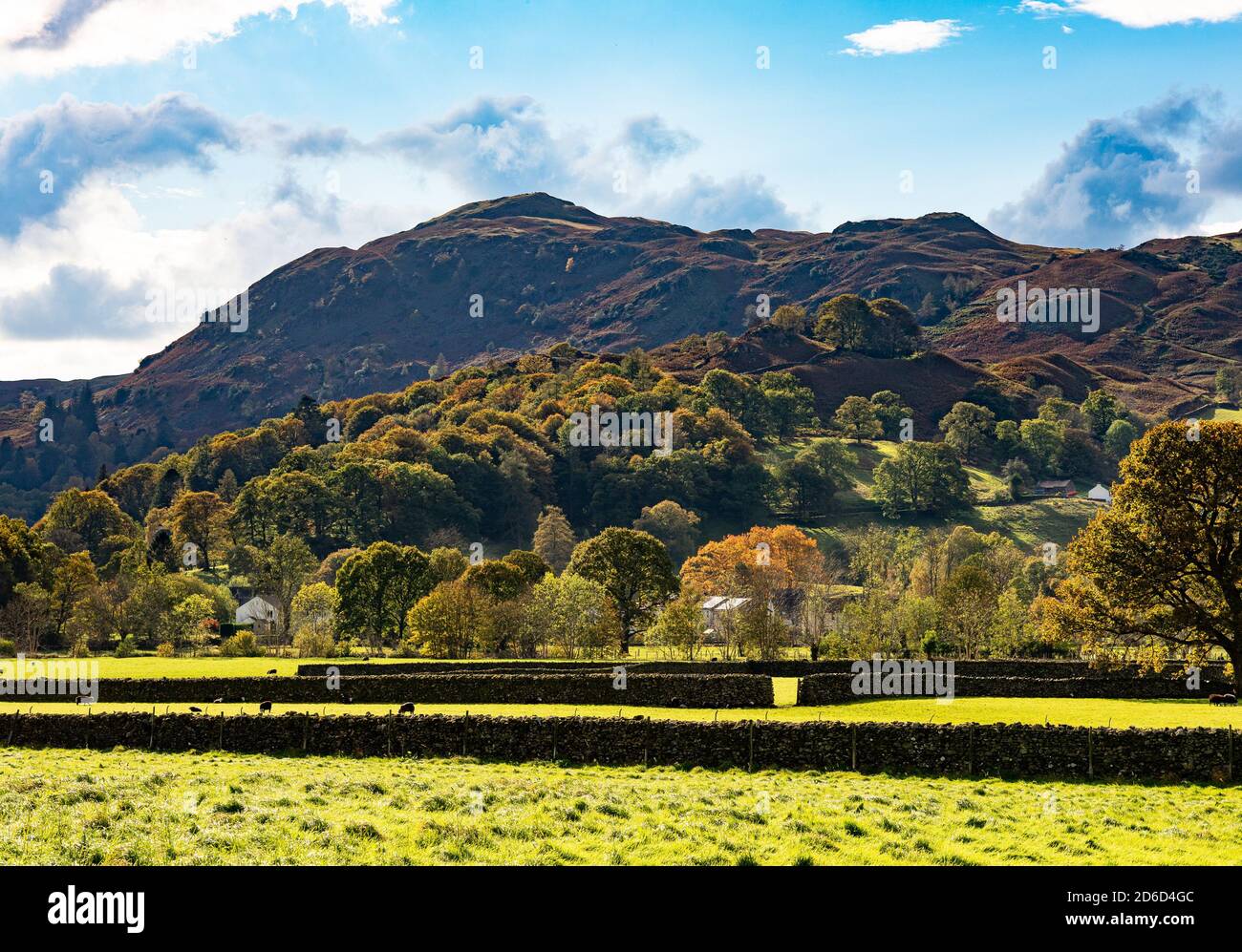 Autumn colours at Grasmere, Cumbria in the Lake District Stock Photo ...