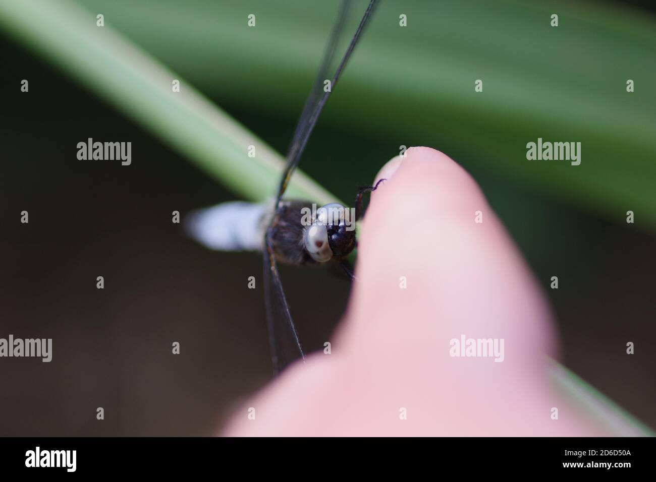Male Scarce Chaser Dragonfly (Libellula fulva) perched on a common reed ...