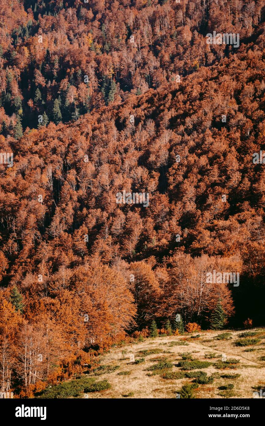 golden autumn forest scenery Stock Photo - Alamy