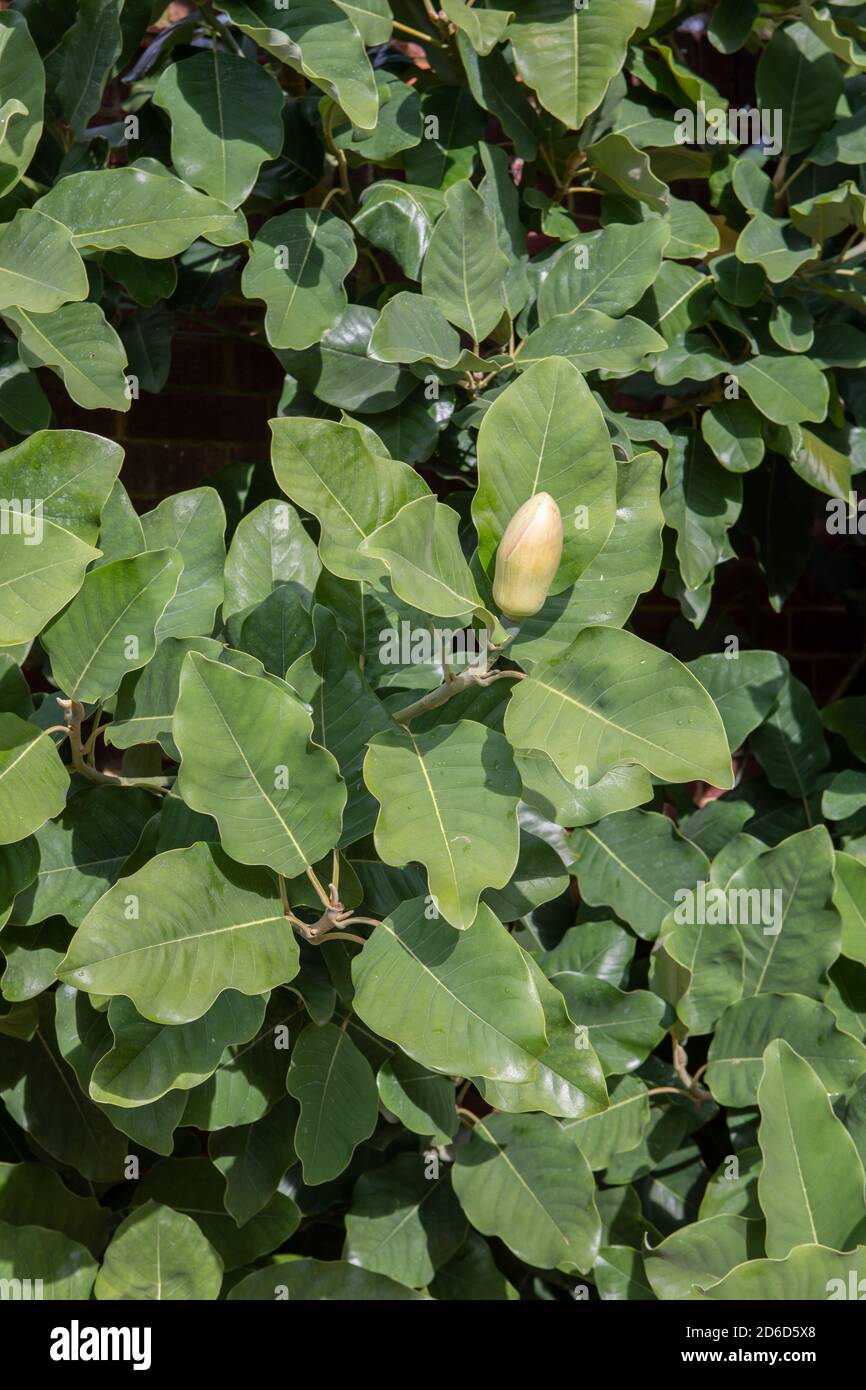 Magnolia delavayi / Delavay's magnolia Stock Photo - Alamy