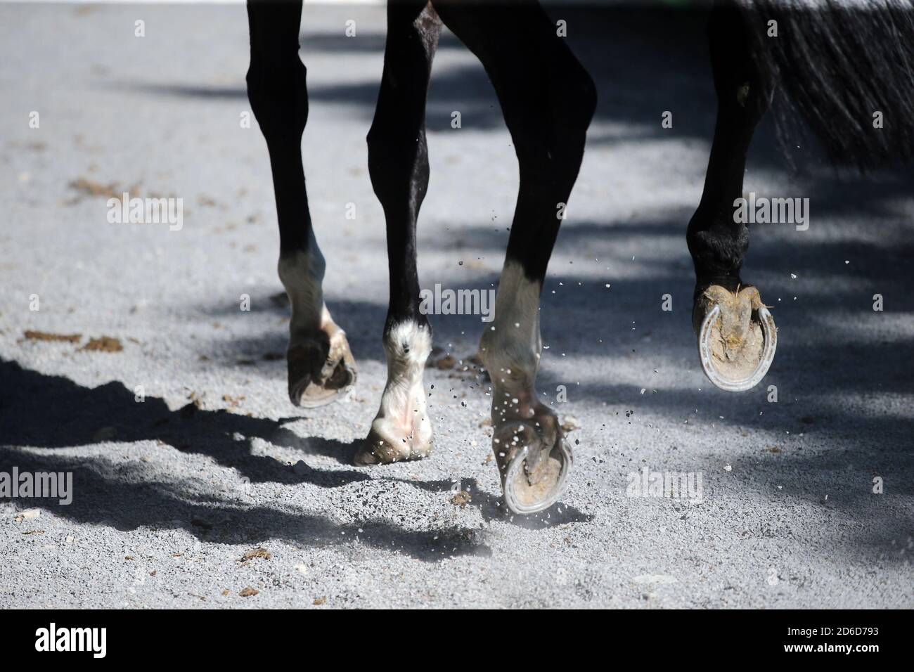 21.05.2020, Hannover, Lower Saxony, Germany - Detailed view, horse legs ...