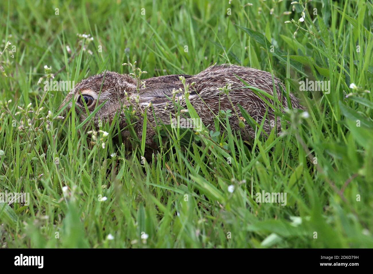 Hare Said Master High Resolution Stock Photography and Images - Alamy