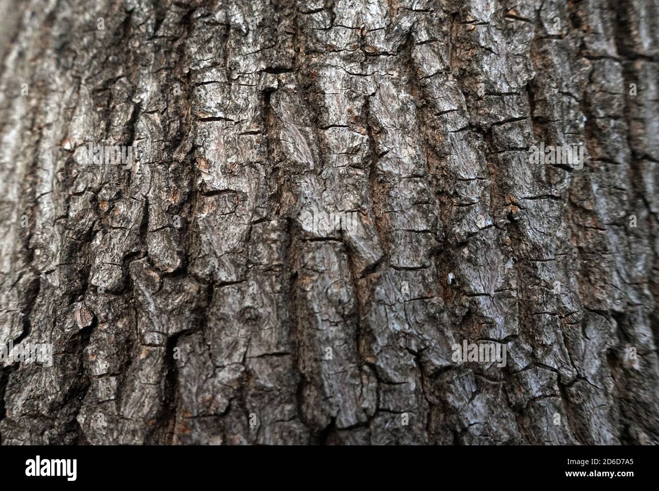 Bark of a maple hi-res stock photography and images - Alamy