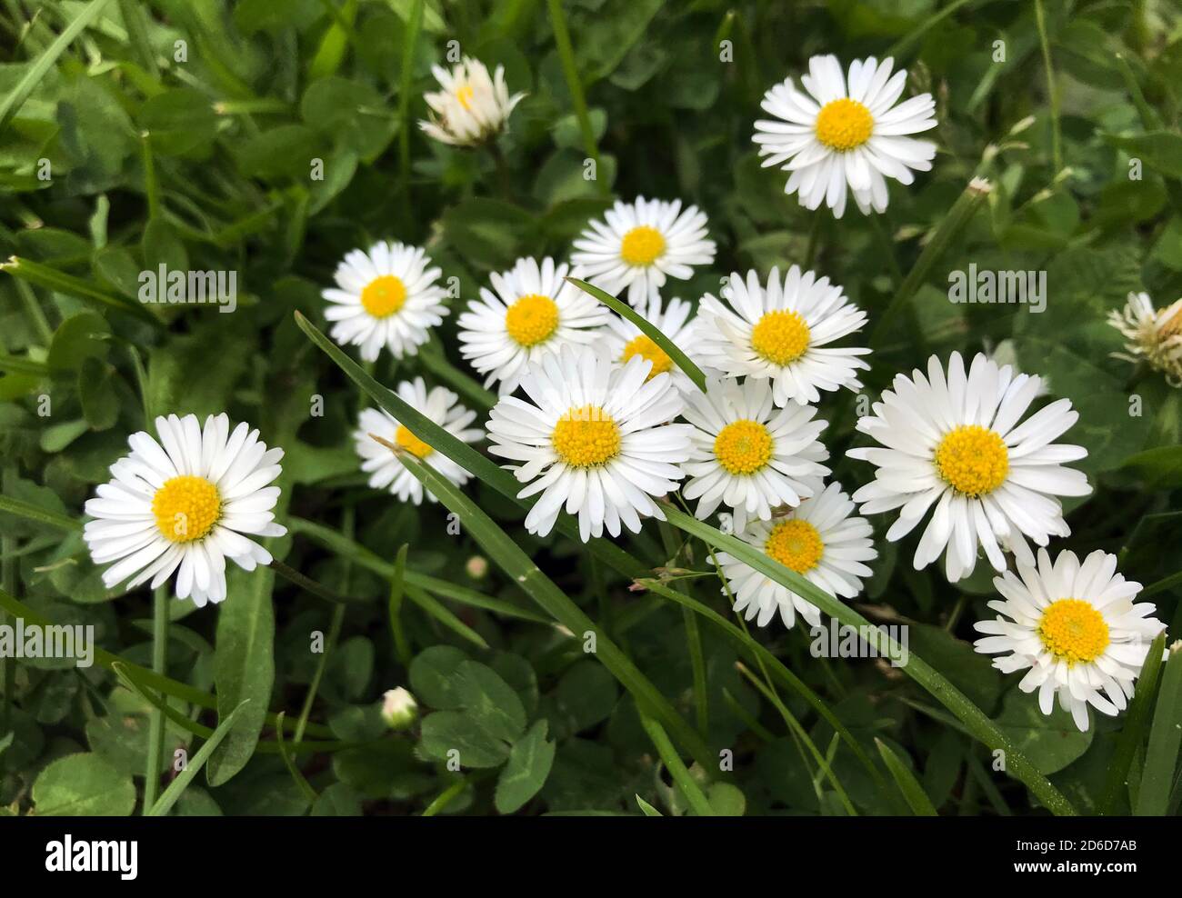 Goose flowers hi-res stock photography and images - Alamy