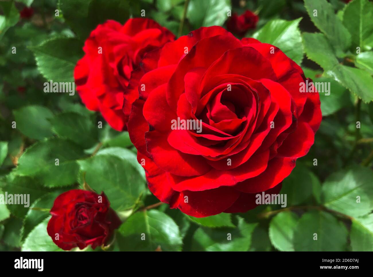Caro red hi-res stock photography and images - Alamy