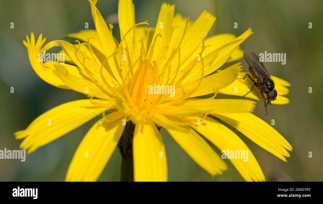 Fly on a yellow flower (side view), Scotland Stock Photo - Alamy