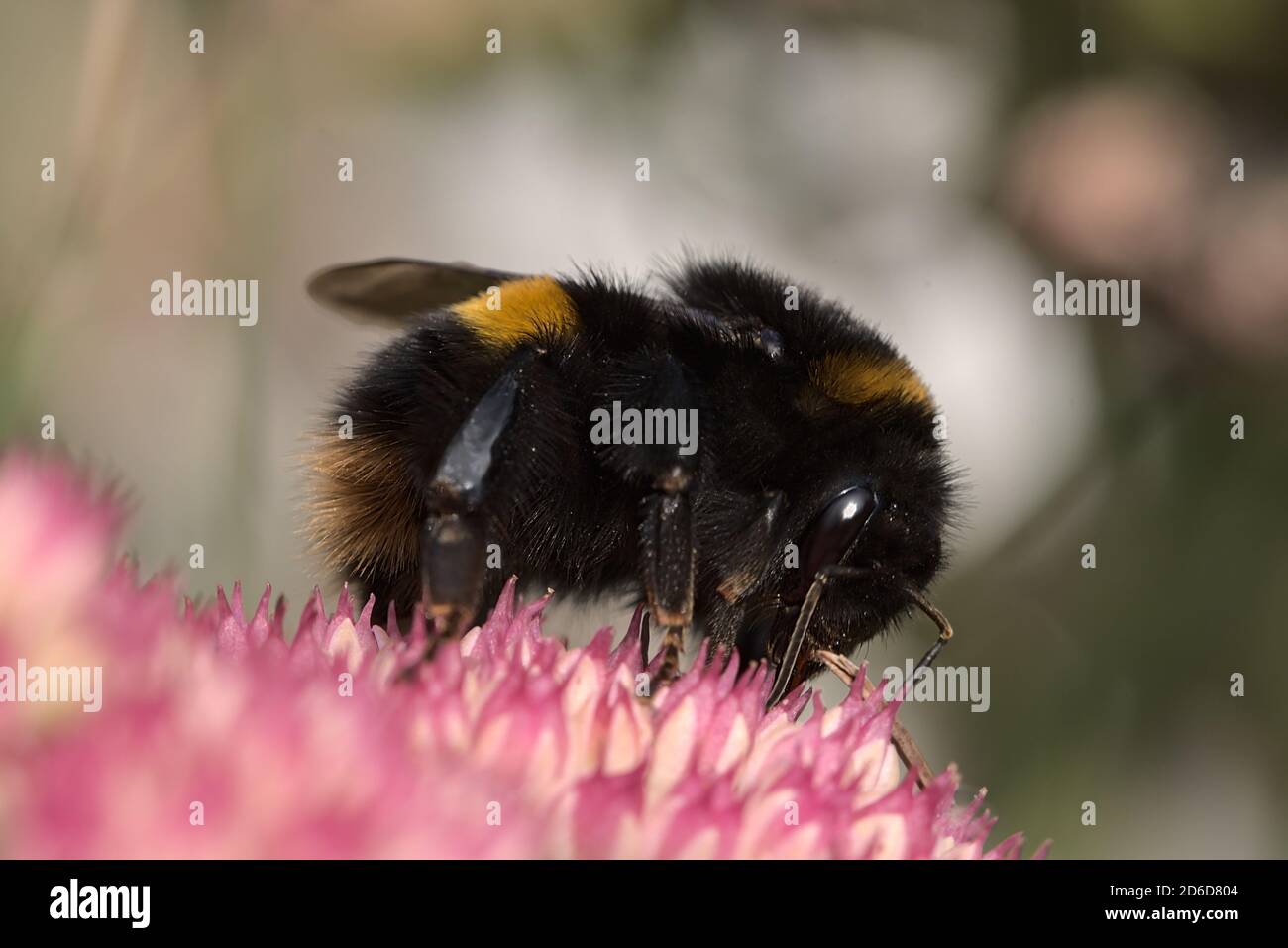 Bumble bee with pollen (side view), Scotland Stock Photo - Alamy