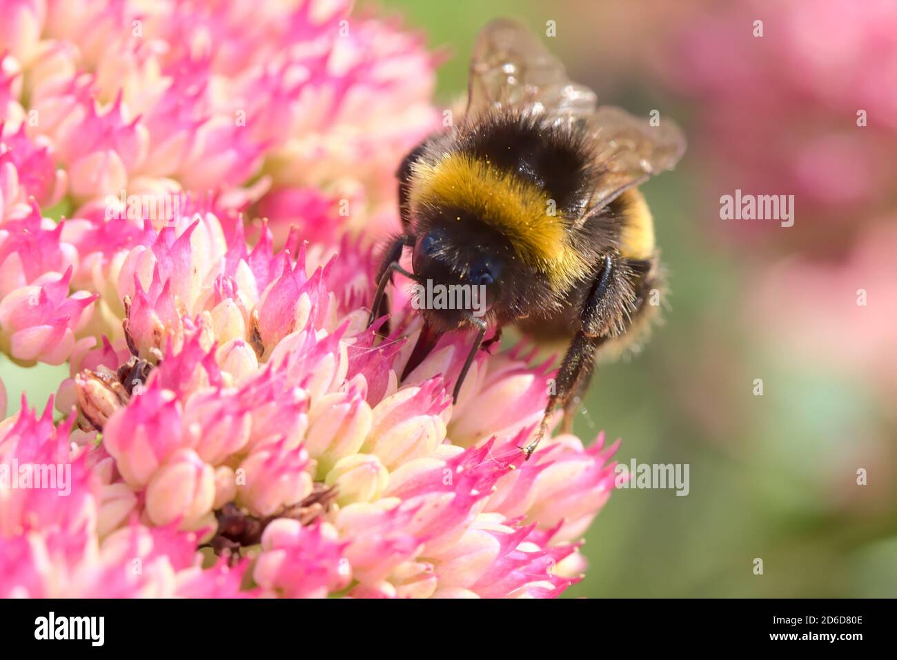 Bumble bee with pollen (front view), Scotland Stock Photo - Alamy