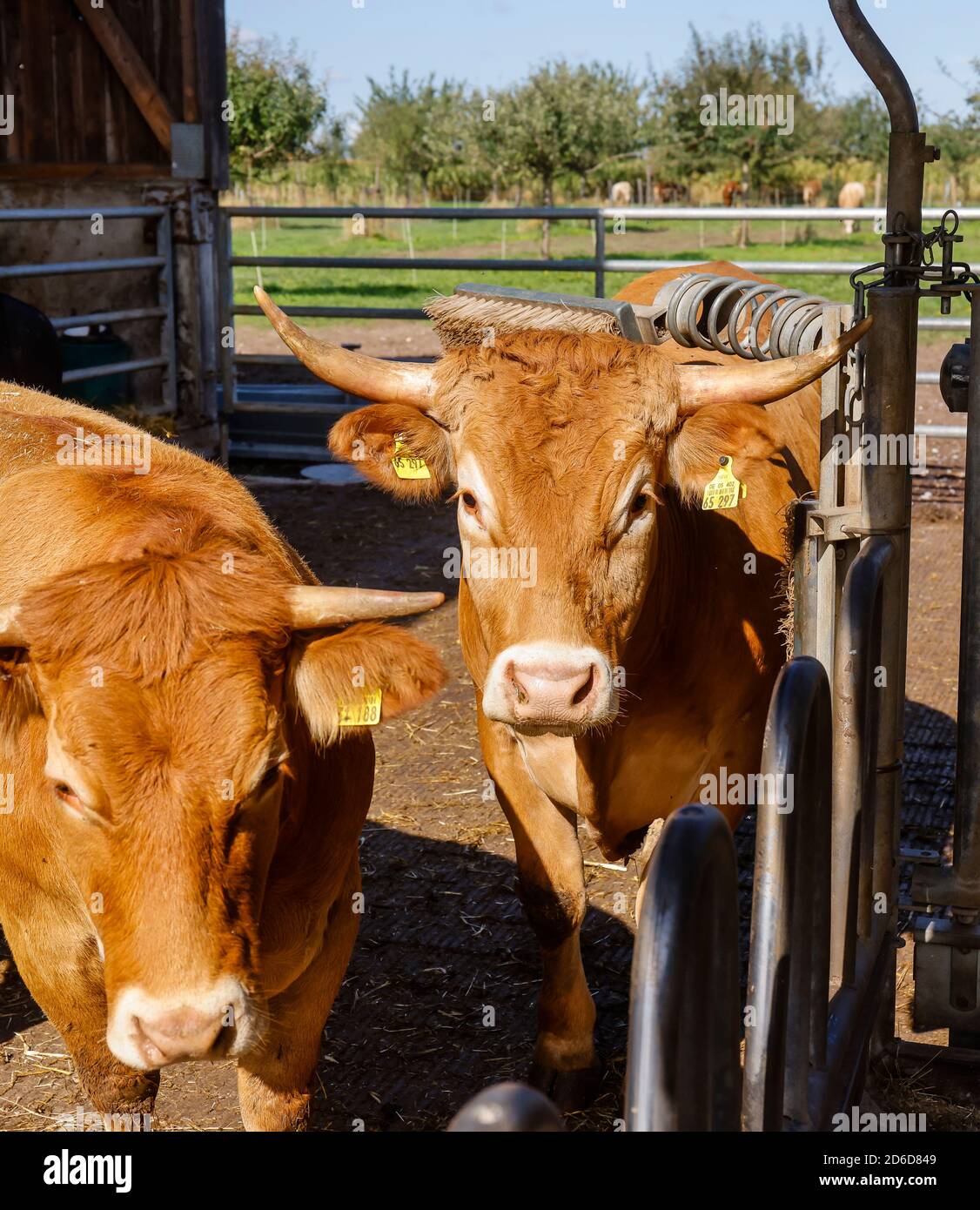 Cattle fattening hi-res stock photography and images - Alamy
