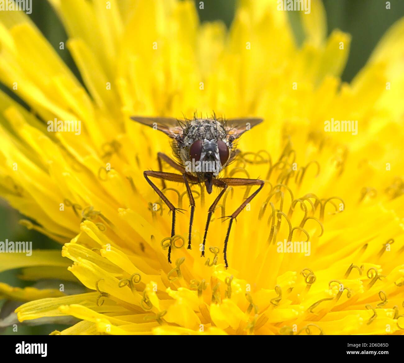 Moscas de mosca hi-res stock photography and images - Alamy