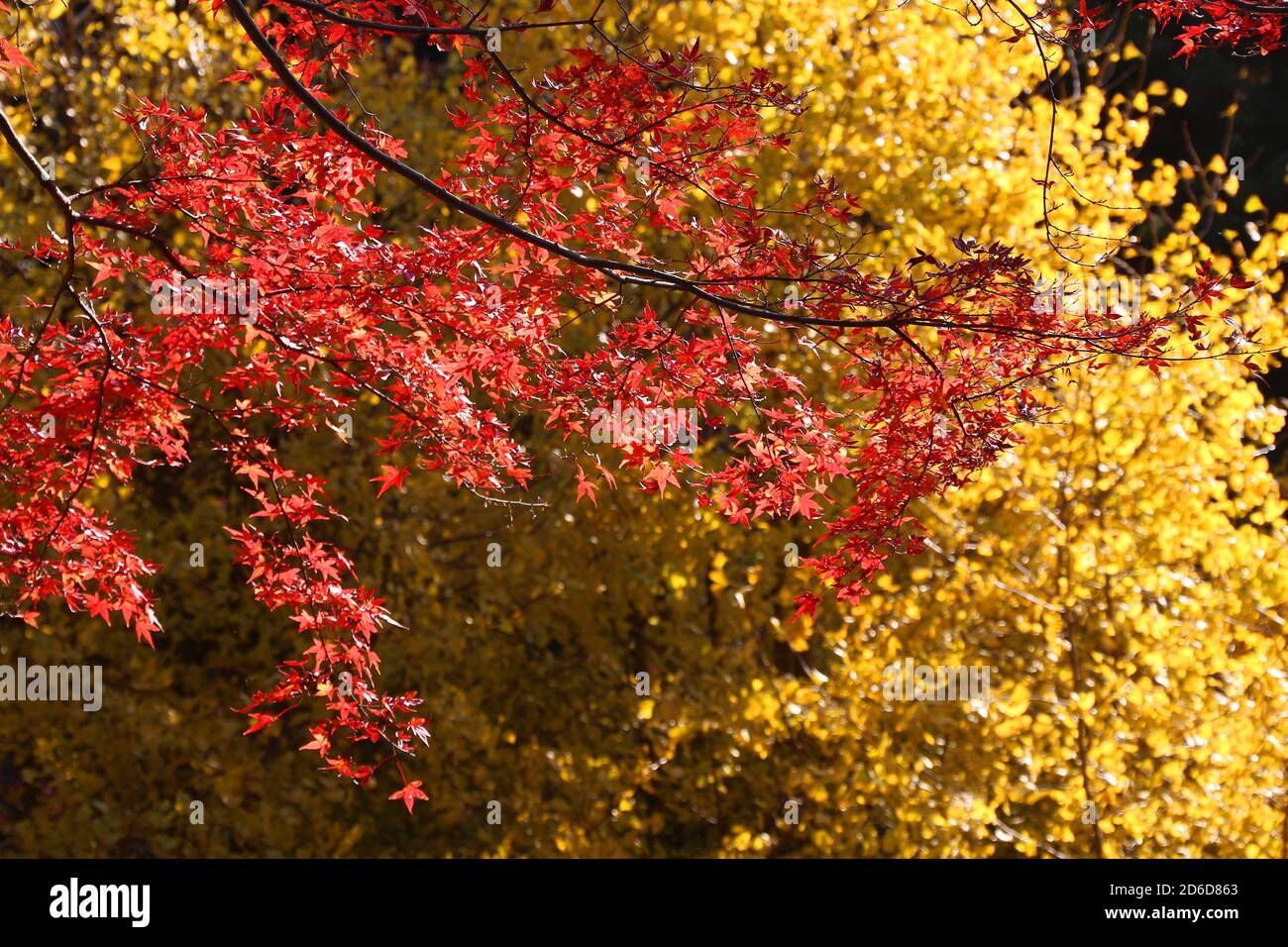 Japan autumn leaves - red maple tree foliage in a park in Kamakura ...