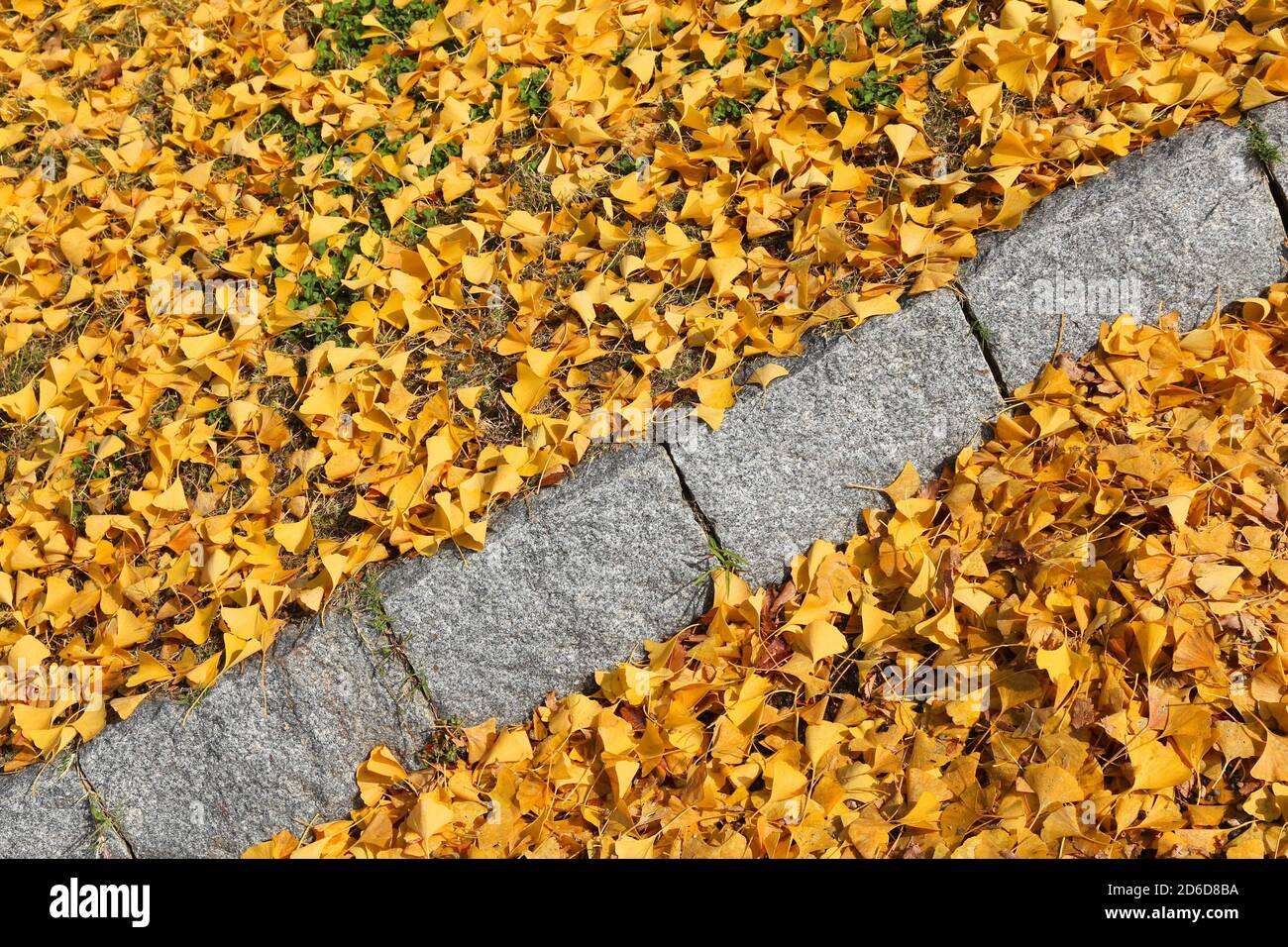 Yellow autumn ginkgo tree leaves on a sidewalk in Osaka, Japan. Fall ...