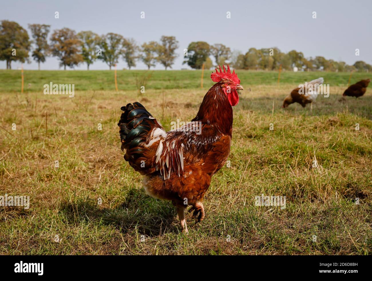 11 chickens hi-res stock photography and images - Alamy