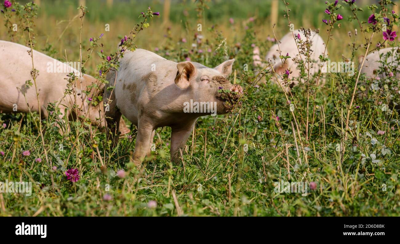 Outdoor pigs hi-res stock photography and images - Alamy
