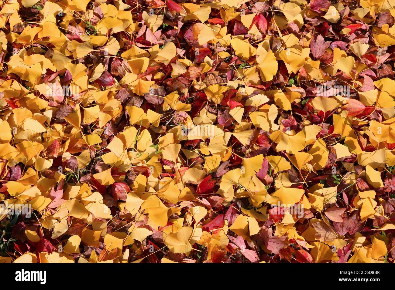 Yellow autumn ginkgo tree leaves on the ground in Osaka, Japan. Fall ...