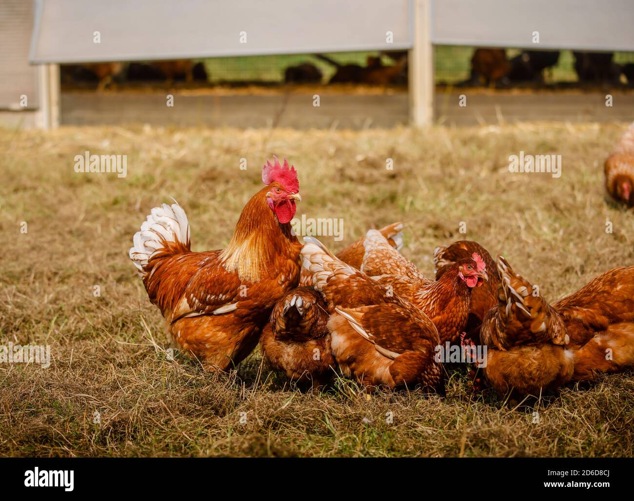 Broiler stable hi-res stock photography and images - Alamy