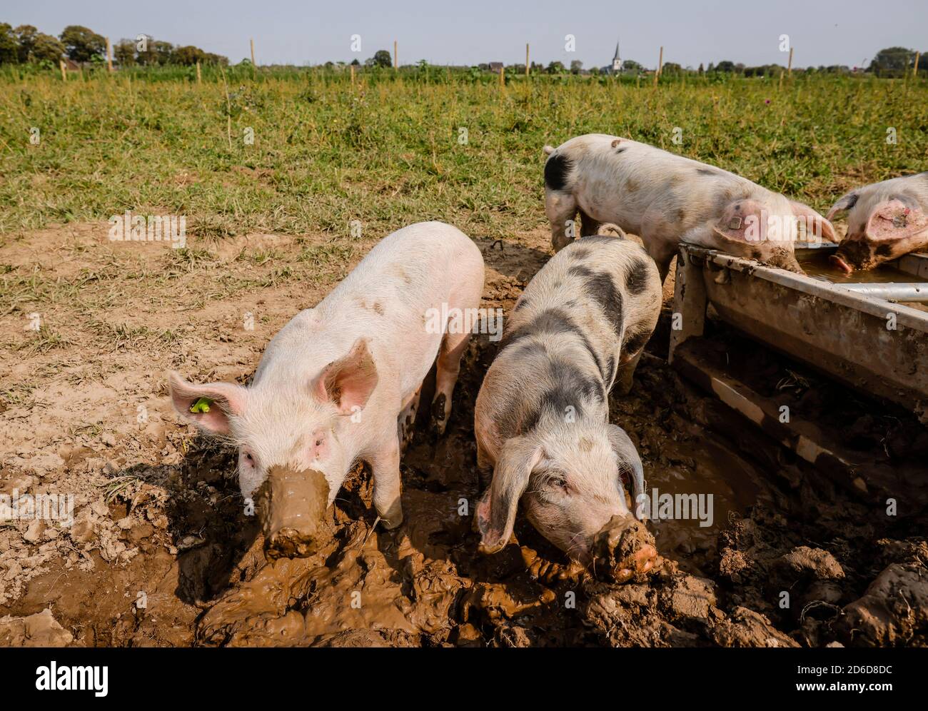 Pigs wallow mud hi-res stock photography and images - Alamy