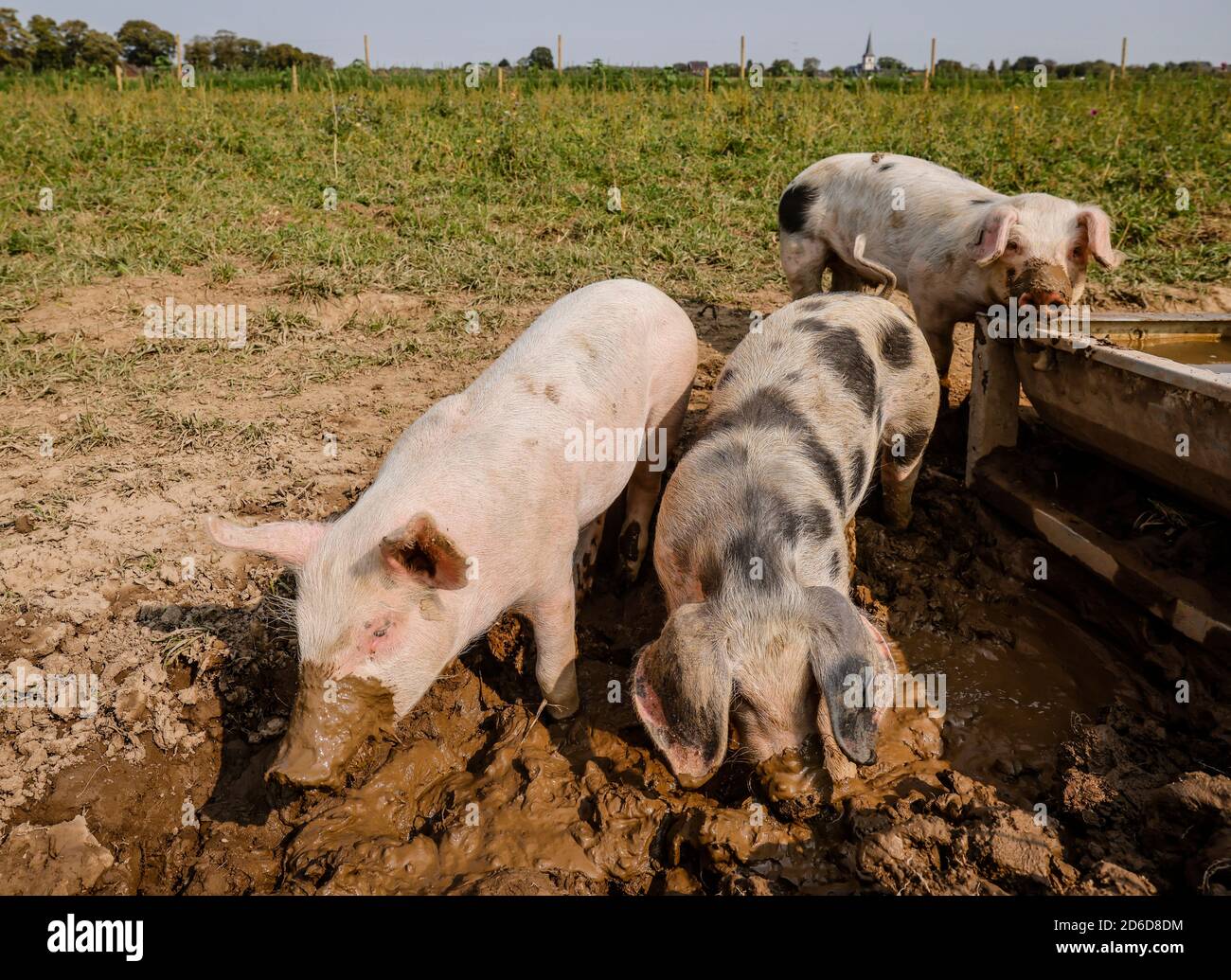 Pigs wallow mud hi-res stock photography and images - Alamy