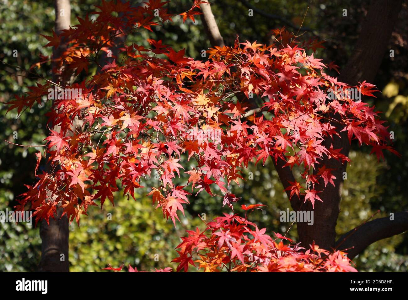 Japan autumn leaves - red maple tree foliage (momiji) in a park in ...