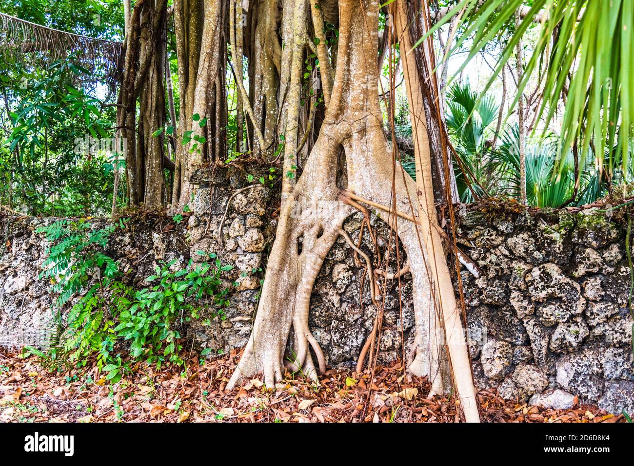 Trees growing over and covering an old stone wall on the edge of ...