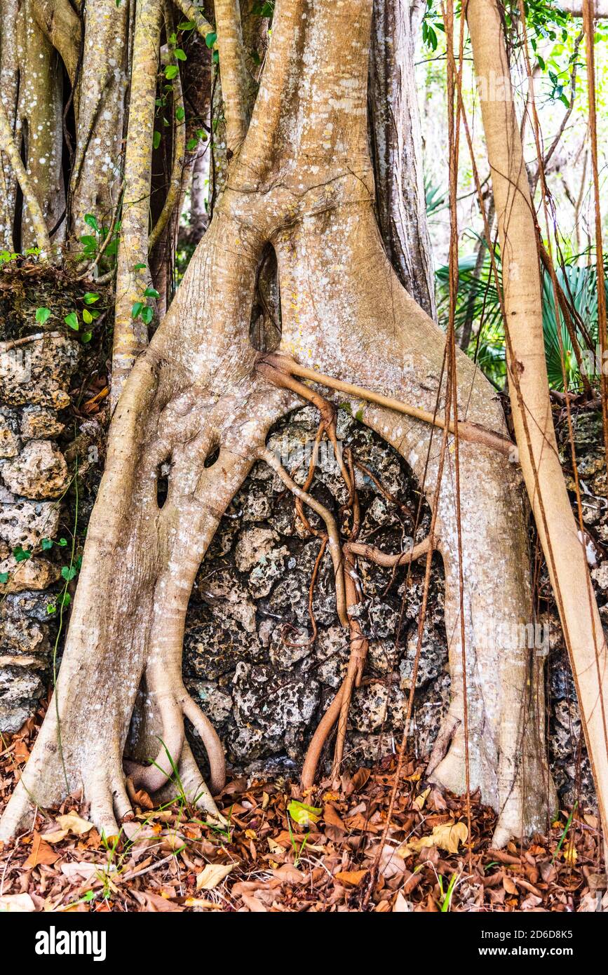 Trees growing over and covering an old stone wall on the edge of ...