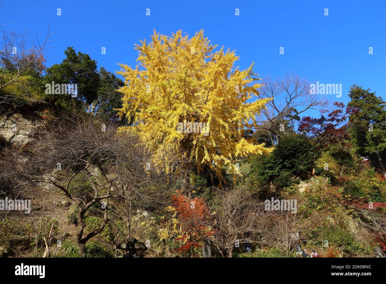 Beautiful autumn - Kamakura, Japan. Yellow leaves of ginkgo tree Stock ...