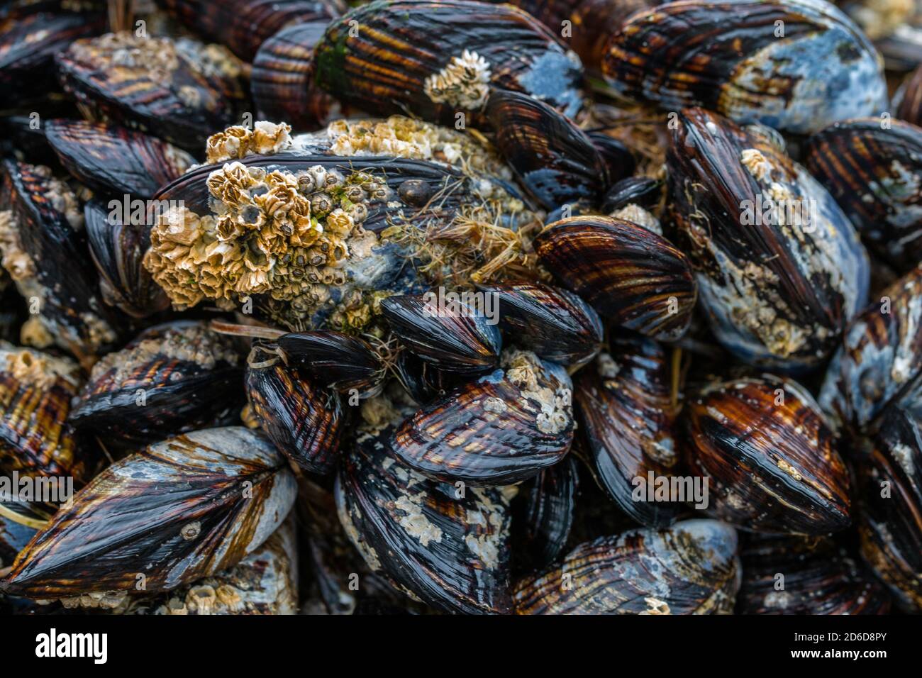 Barnacles attached to a clump of mussels on a rocky section of the ...