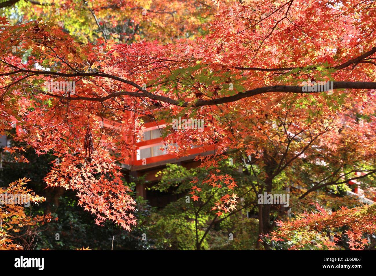 Autumn foliage in Japan. Red and orange momiji leaves (maple tree) in ...