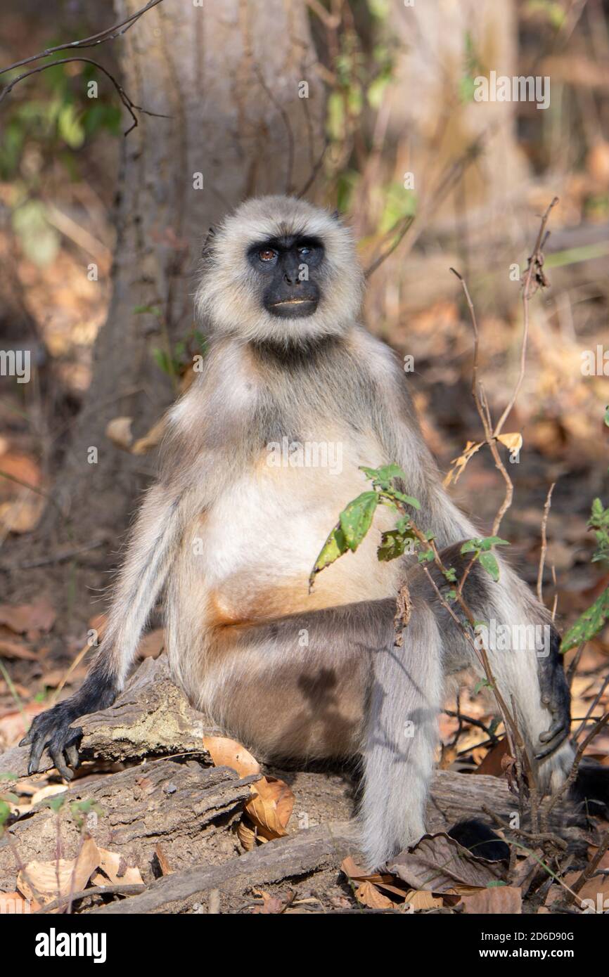 Gray langur (Semnopithecus) adopt almost human-like poses in the wooded ...