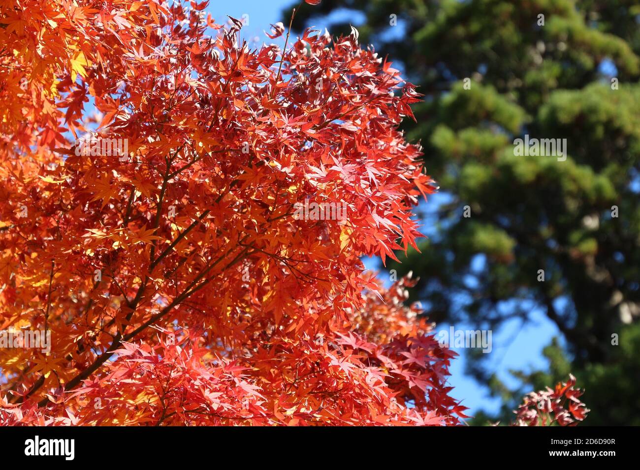 Japan autumn foliage - red maple tree leaves in a park in Kamakura ...