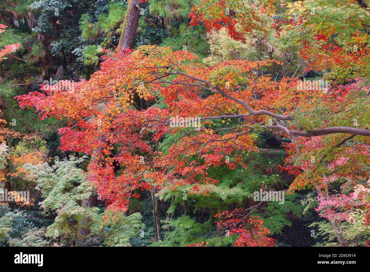 Autumn trees in Japan. Red and orange momiji leaves (maple tree) in ...