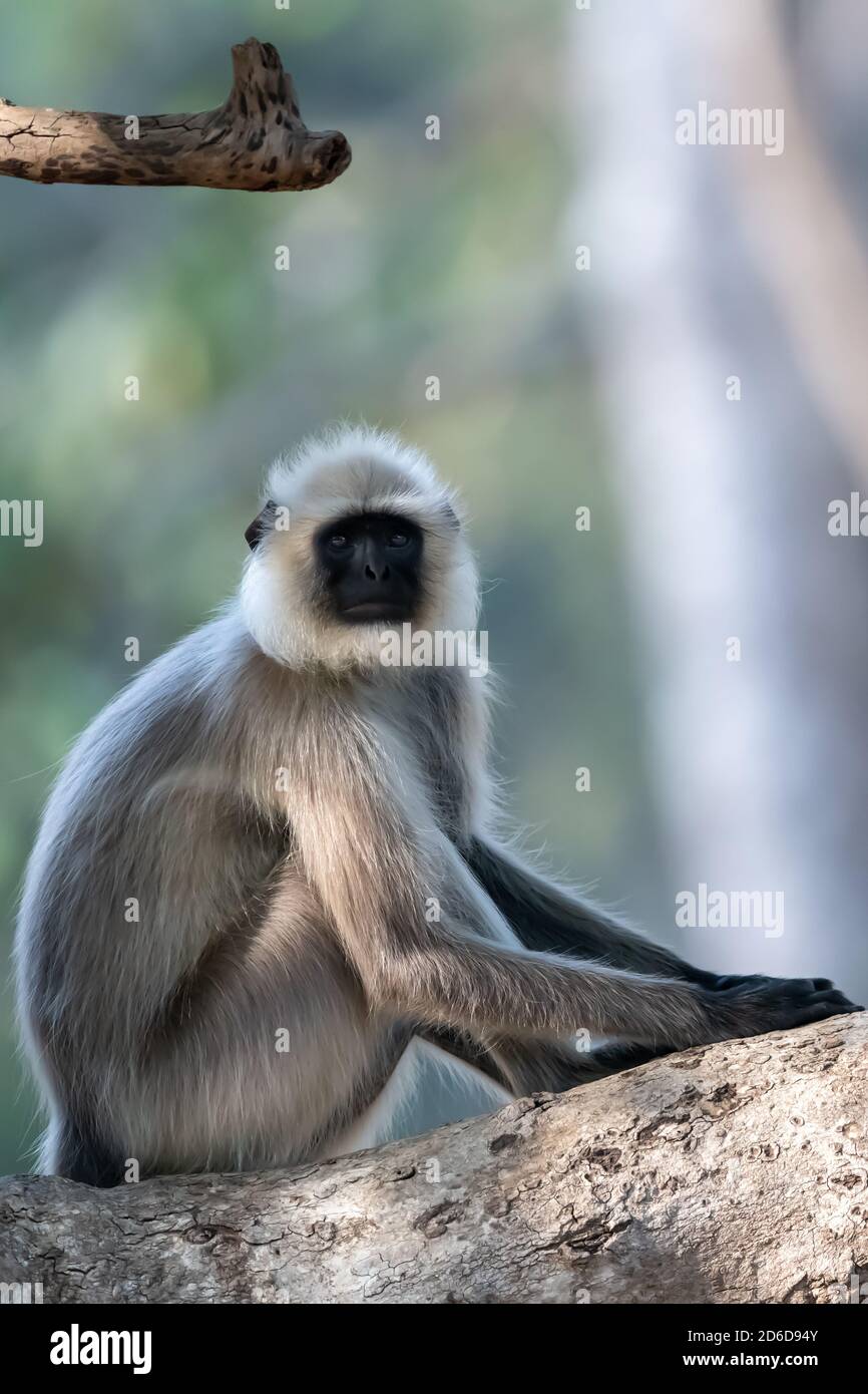 Gray langur (Semnopithecus) adopt almost human-like poses in the wooded ...