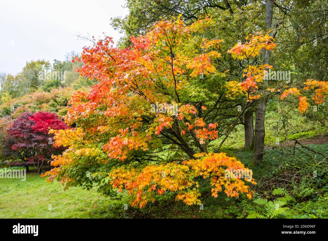 Japanese Maples High Resolution Stock Photography and Images - Alamy