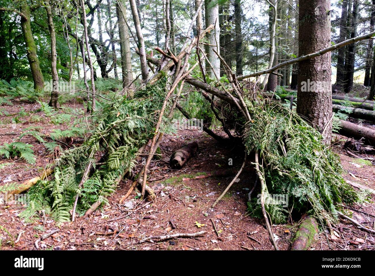 a den in the woods Stock Photo - Alamy