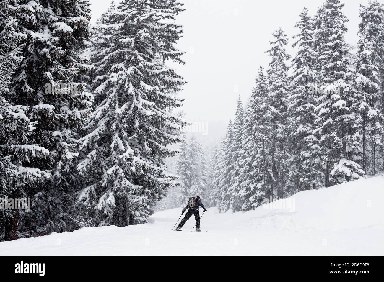 Snowing on forest road hi-res stock photography and images - Alamy