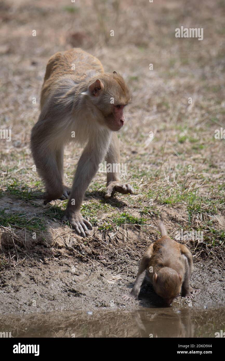 Monkey at watering hole hi-res stock photography and images - Alamy