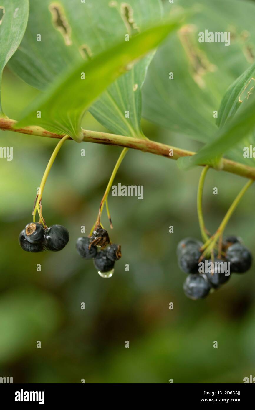 Ovate Lance Shaped Leaves High Resolution Stock Photography and Images ...