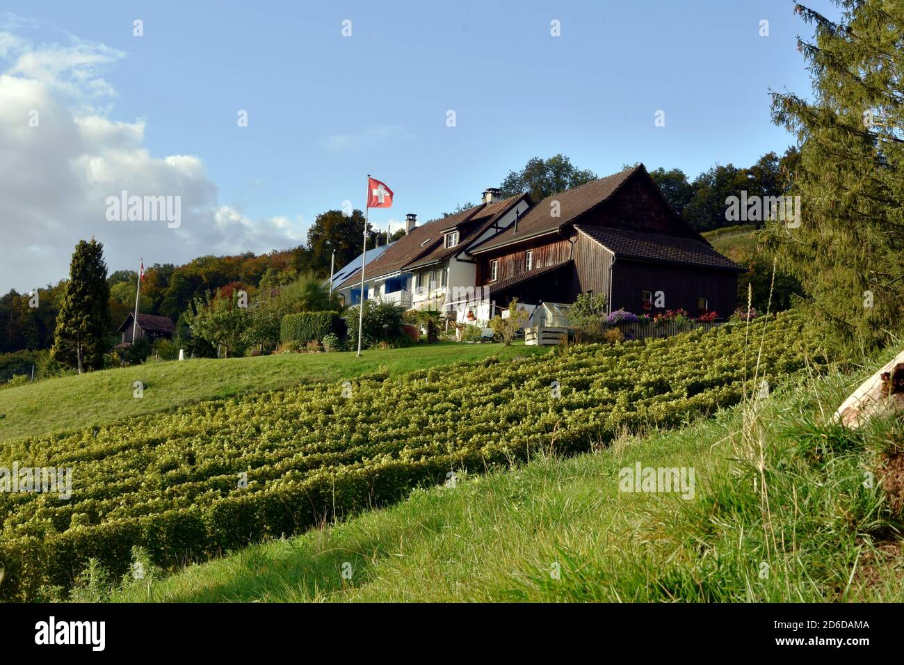 Detail of vineyard during autumn on a sunny hill slope in town ...