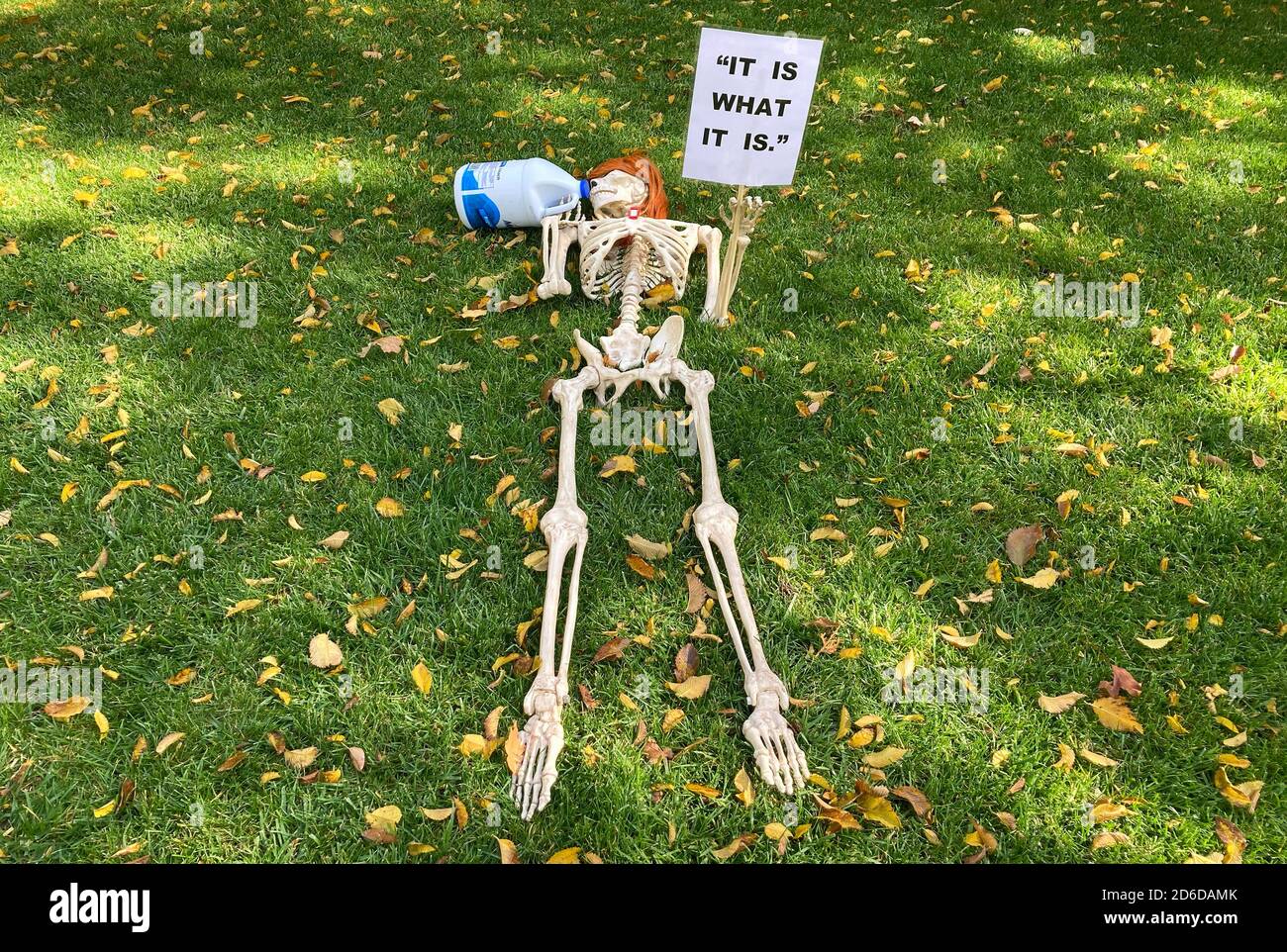Halloween skeleton with a canister of disinfectant in a front garden in ...