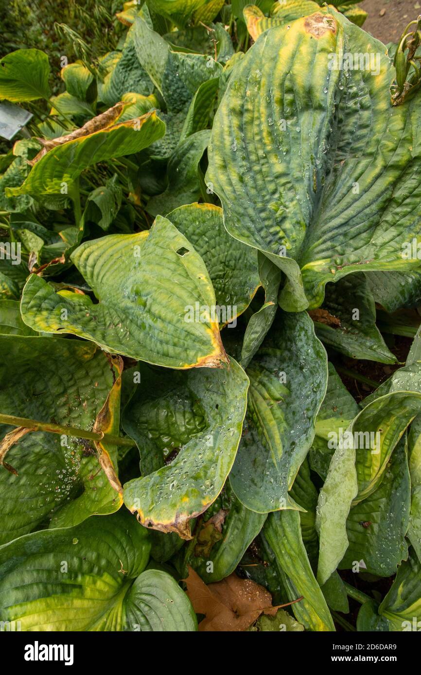 Hosta anatomy hi-res stock photography and images - Alamy