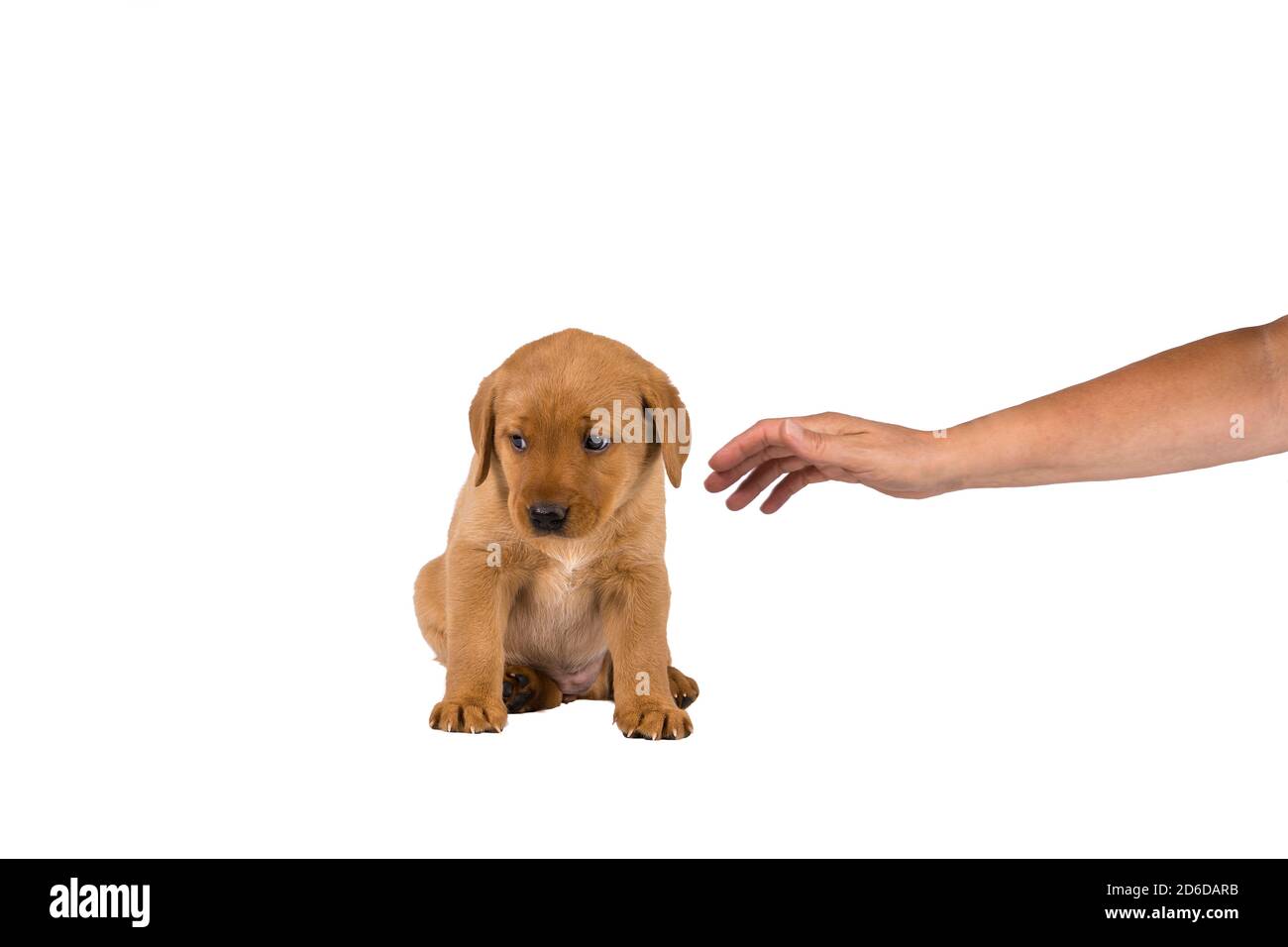 human hand stroking a 5 week old labrador puppy isolated on a white ...