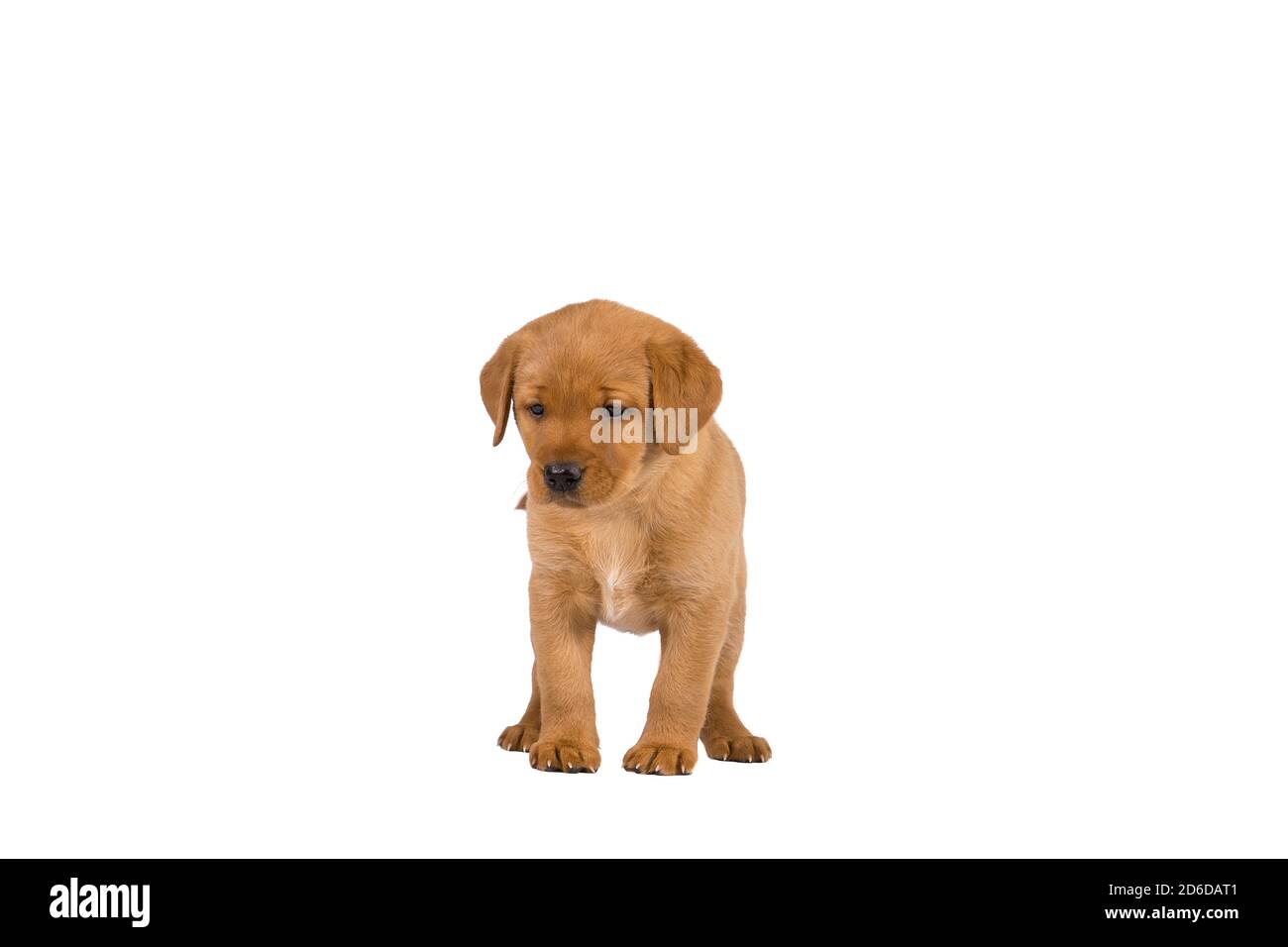 5 week old labrador puppy isolated on a white background standing Stock ...