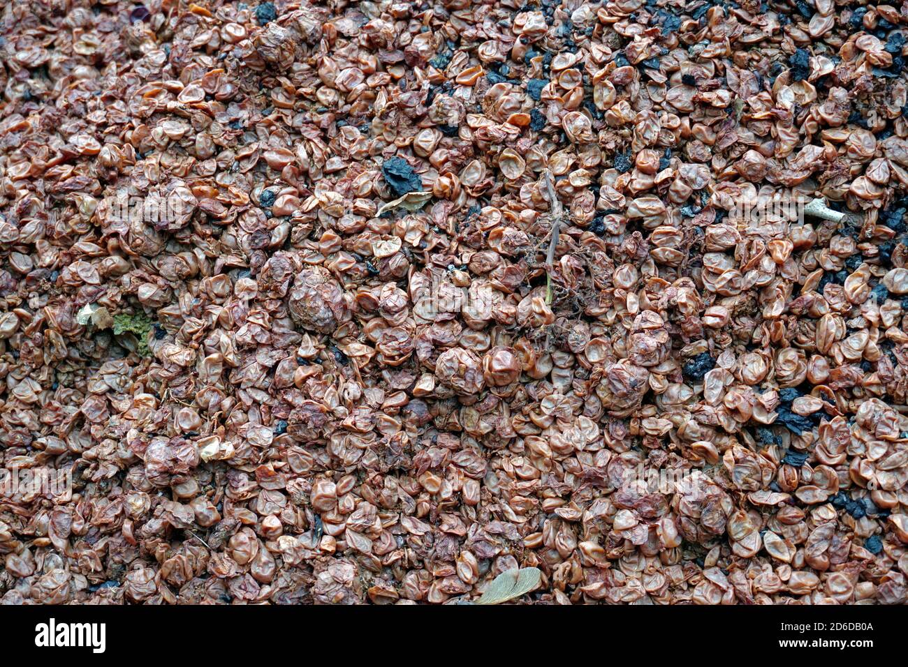 Marc of grapes or pomace on pile as byproduct and garbage in winery. It ...