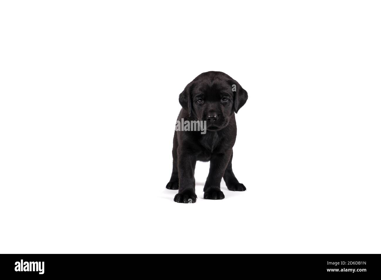 5 week old labrador puppy isolated on a white background standing Stock ...