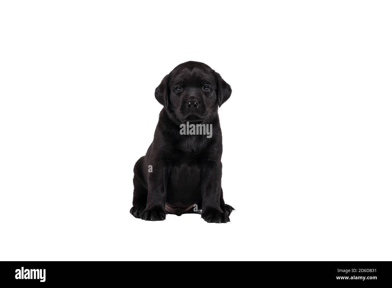 5 week old labrador puppy isolated on a white background sitting Stock ...