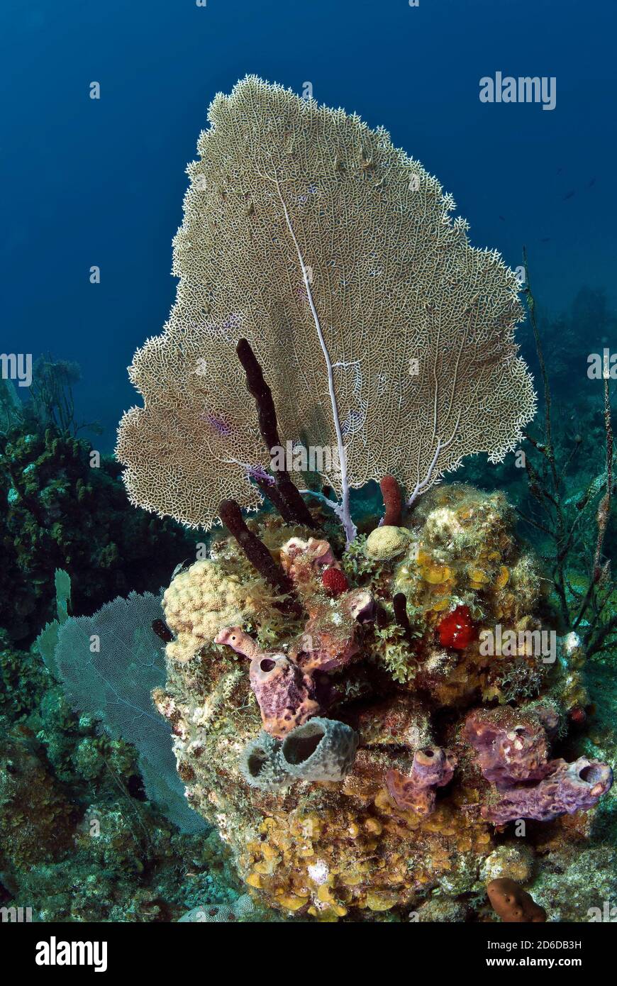 British sea sponges reef hi-res stock photography and images - Alamy