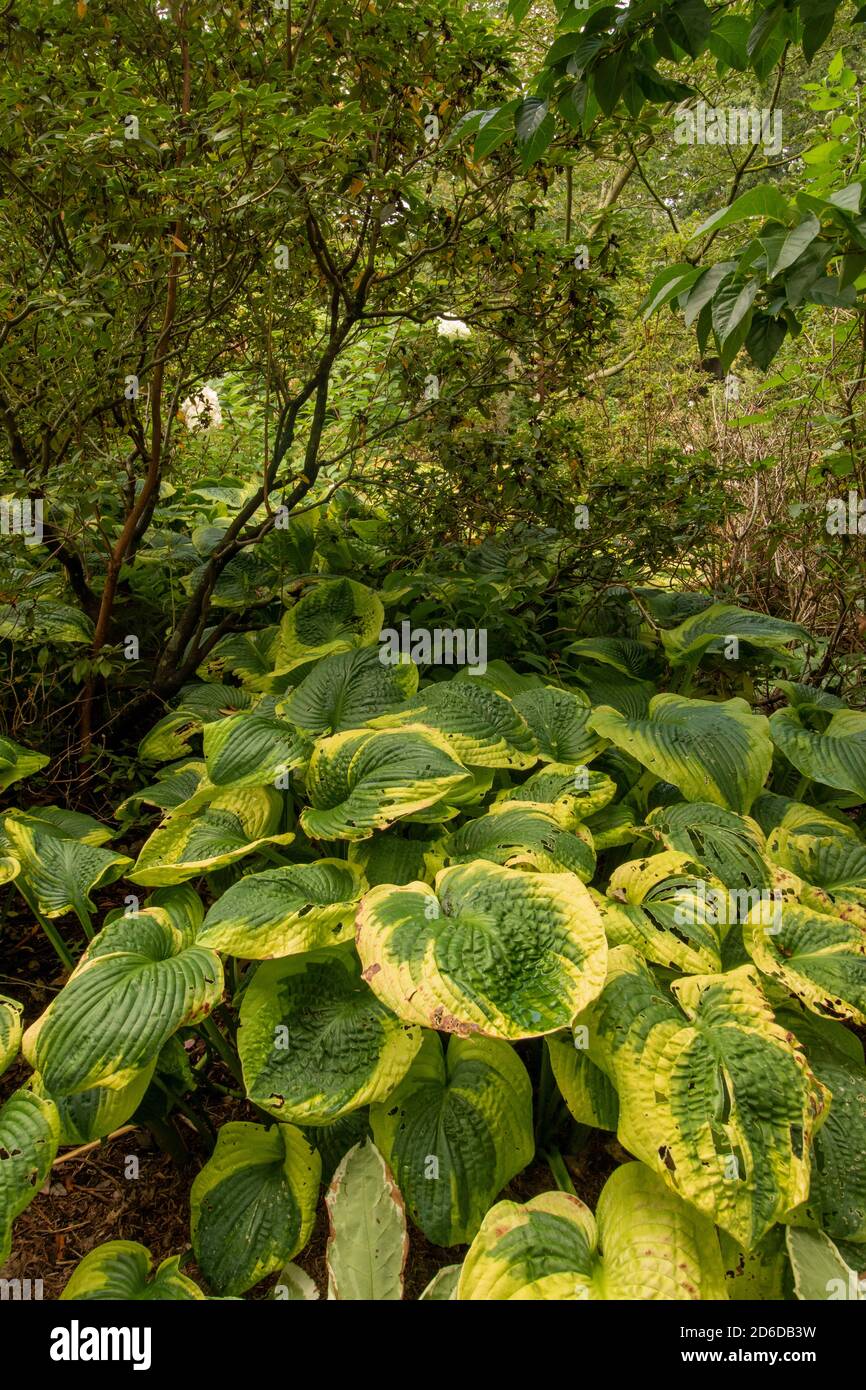 Hosta Tokudama in late summer livery Stock Photo - Alamy
